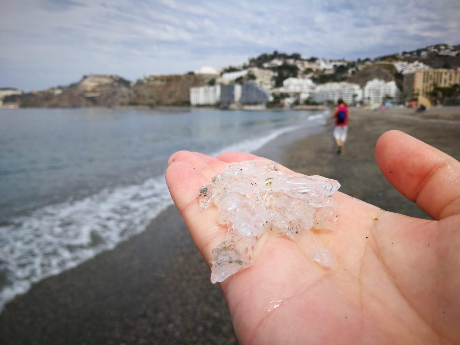 Fotos: Así son las salpas: las extrañas criaturas que han sorprendido a todo el mundo en ...